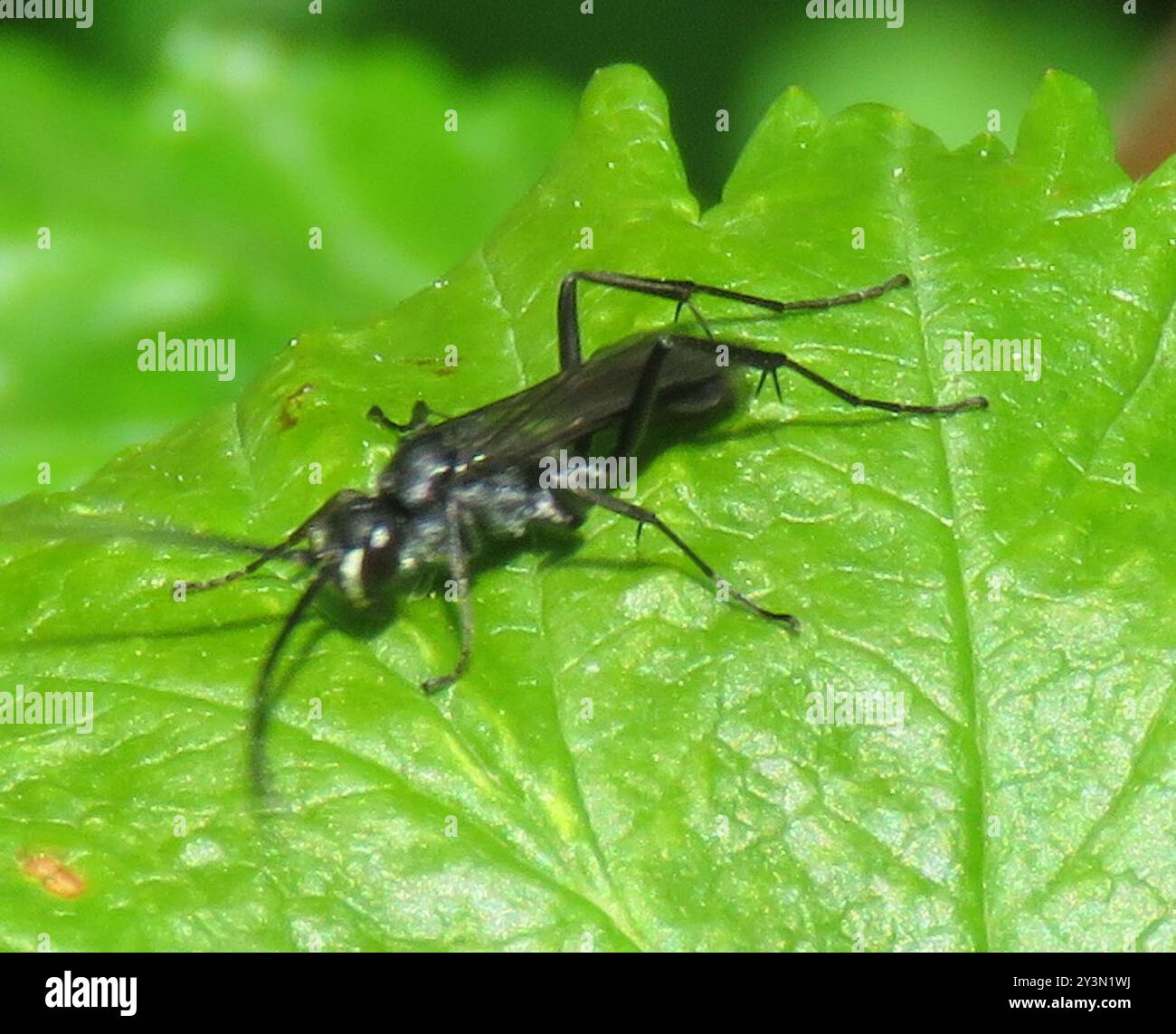 Spider Wasps (Pompilidae) Insecta Stock Photo - Alamy