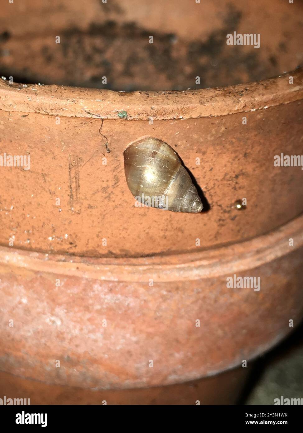 West Indian Bulimulus (Bulimulus guadalupensis) Mollusca Stock Photo ...