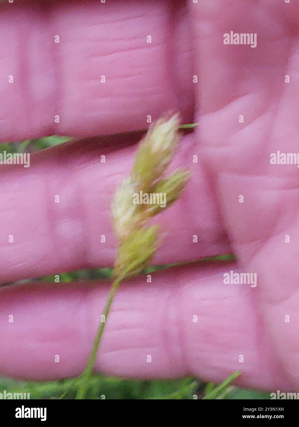 pointed broom sedge (Carex scoparia) Plantae Stock Photo - Alamy