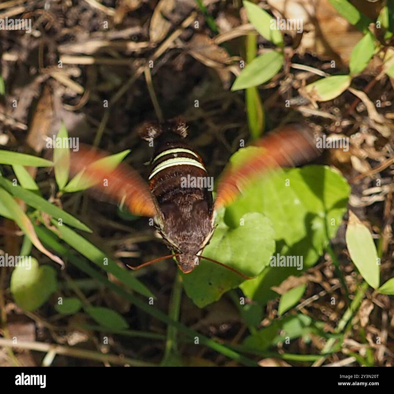 Nessus Sphinx (Amphion floridensis) Insecta Stock Photo - Alamy