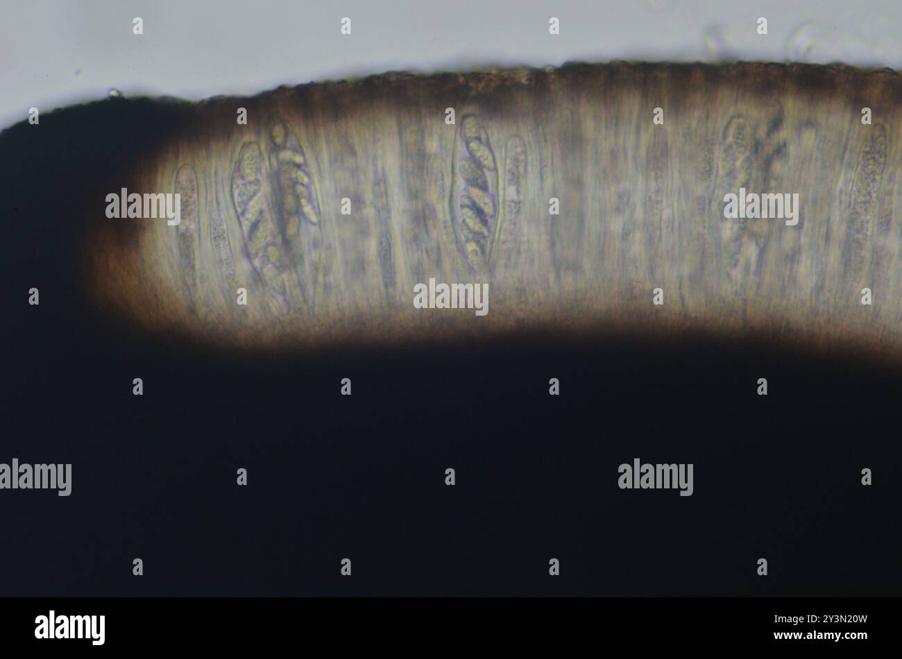(Porpidia thomsonii) Fungi Stock Photo - Alamy