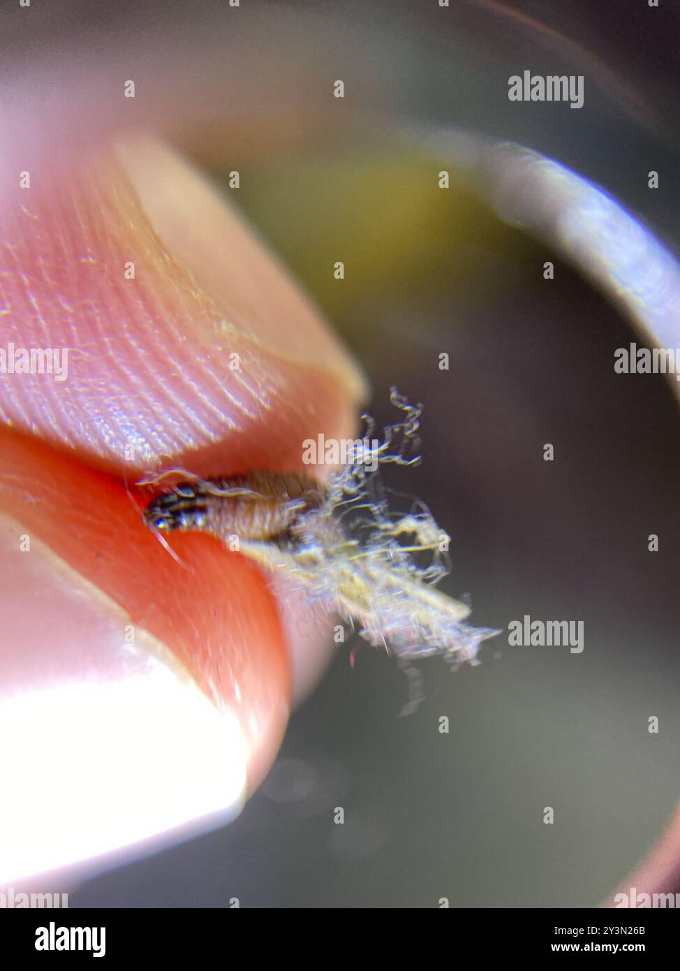 Common Bagworm Moth (Psyche casta) Insecta Stock Photo - Alamy