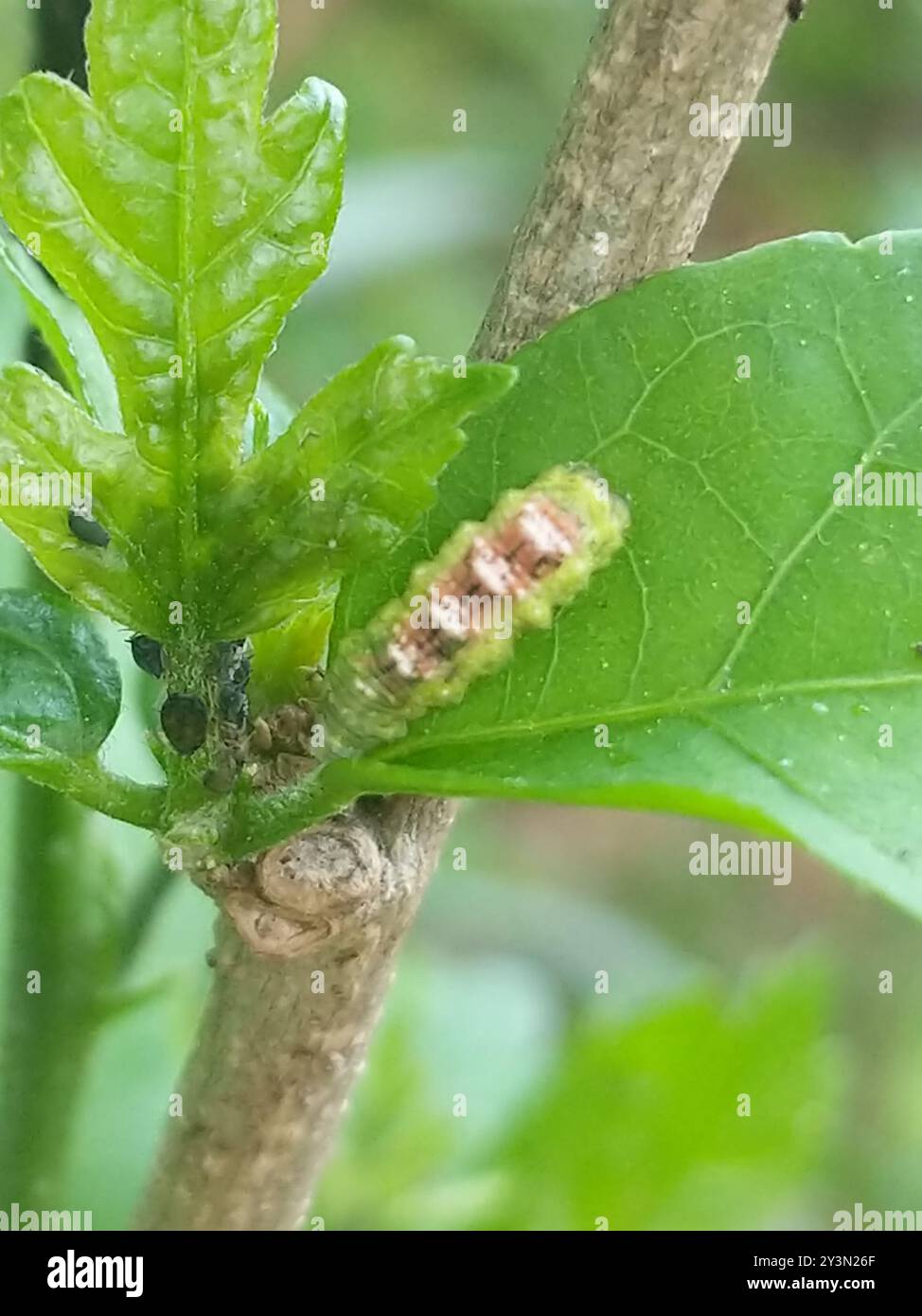 Short-tailed Aphideater (Eupeodes pomus) Insecta Stock Photo - Alamy