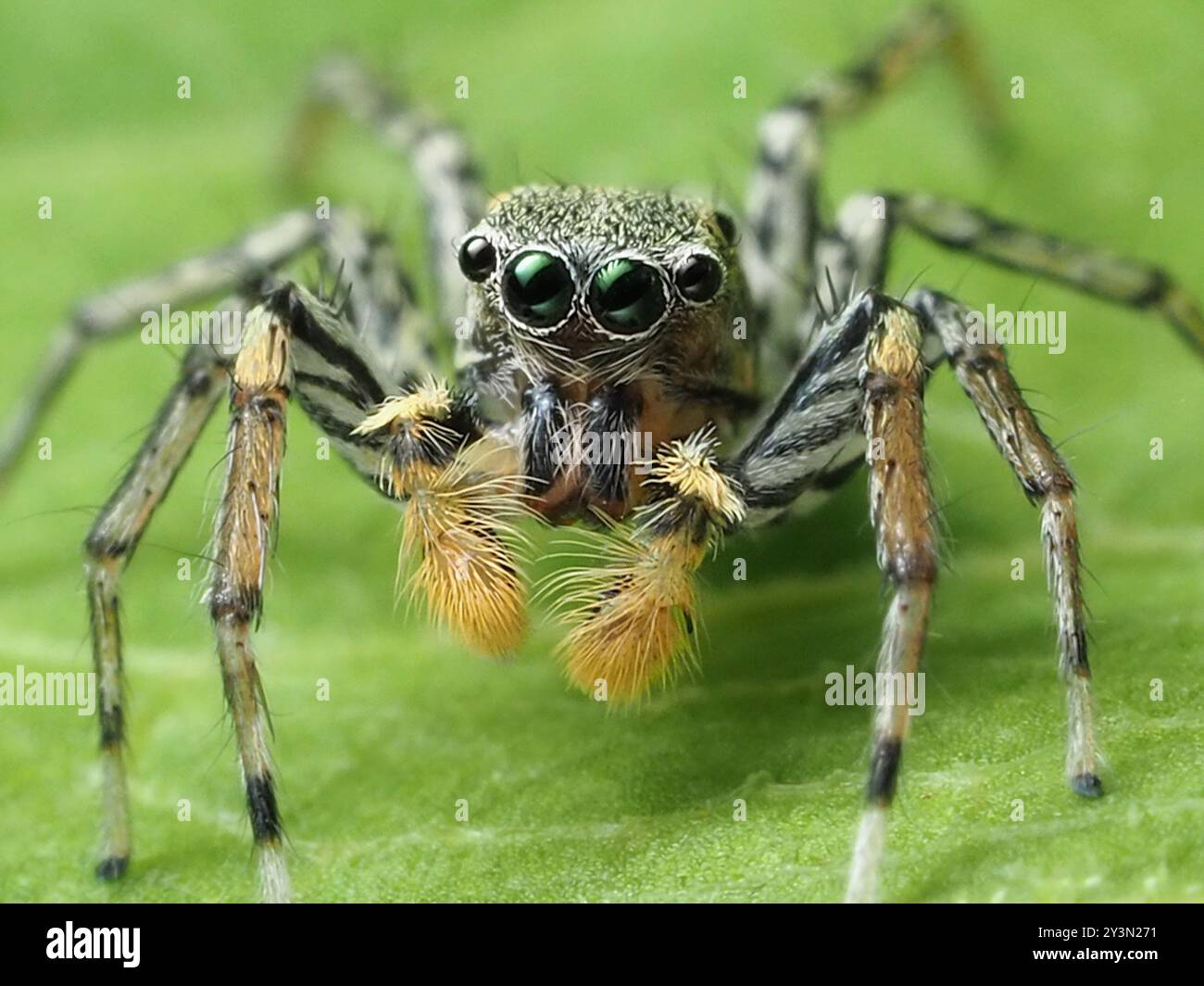 Dimorphic Jumping Spider (Maevia inclemens) Arachnida Stock Photo - Alamy