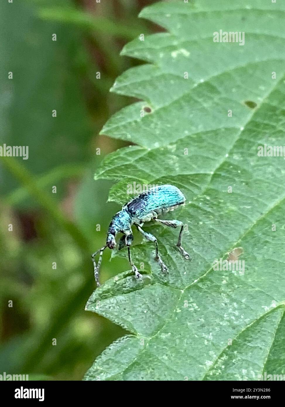 Nettle weevil (Phyllobius pomaceus) Insecta Stock Photo - Alamy