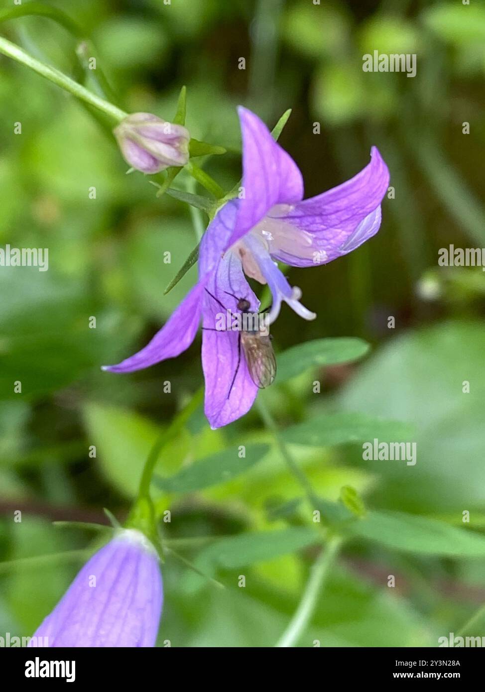 Spreading Bellflower (Campanula patula) Plantae Stock Photo - Alamy