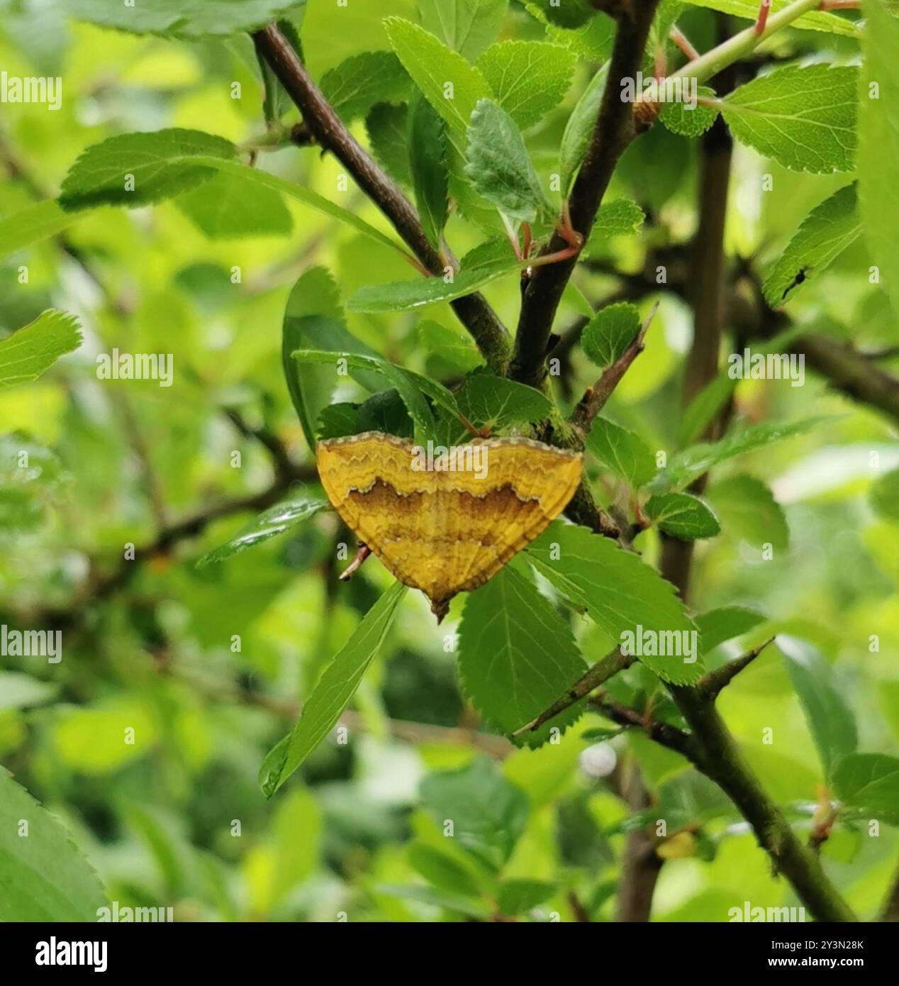 Yellow Shell Moth (Camptogramma bilineata) Insecta Stock Photo - Alamy