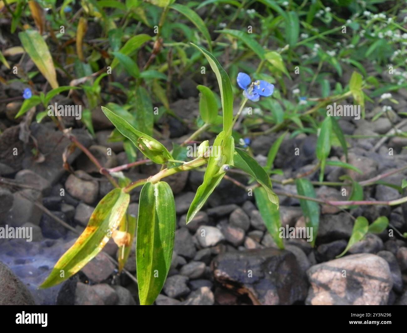 climbing dayflower (Commelina diffusa) Plantae Stock Photo - Alamy