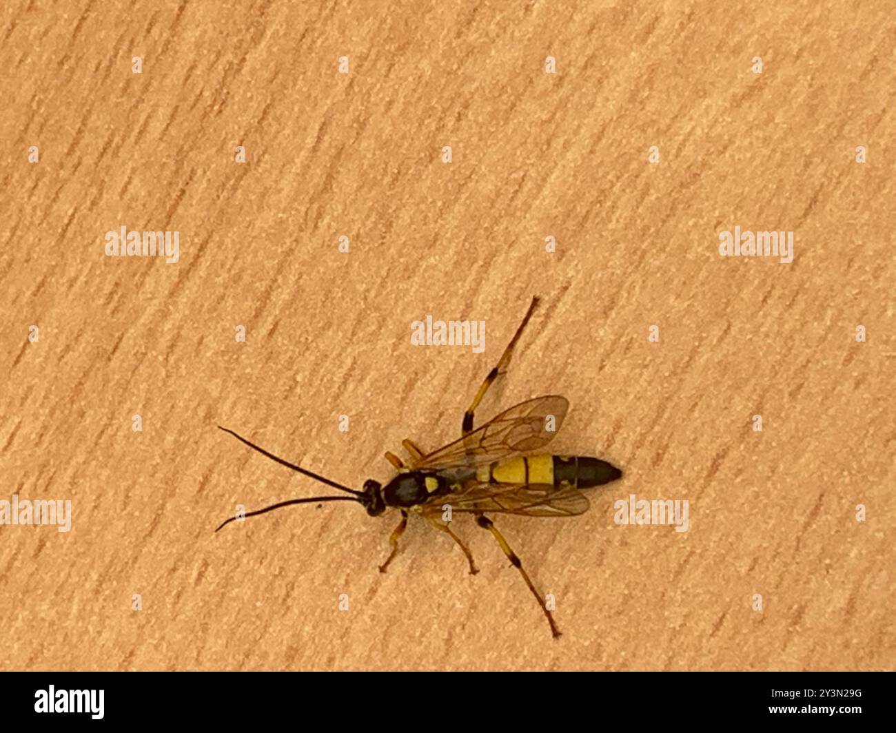 Narrow-waisted Wasps, Ants, and Bees (Apocrita) Insecta Stock Photo - Alamy