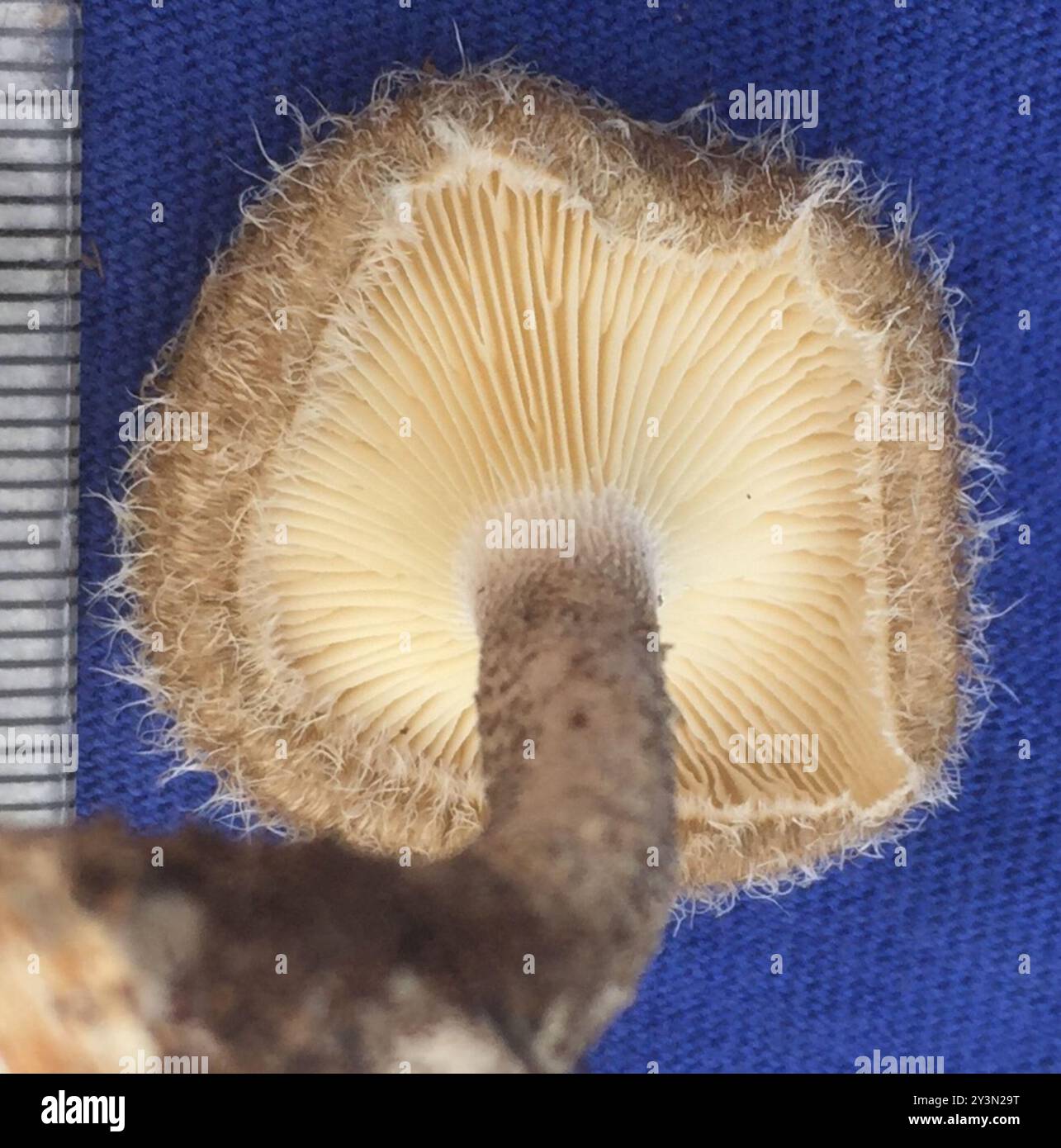 fringed sawgill (Lentinus crinitus) Fungi Stock Photo - Alamy