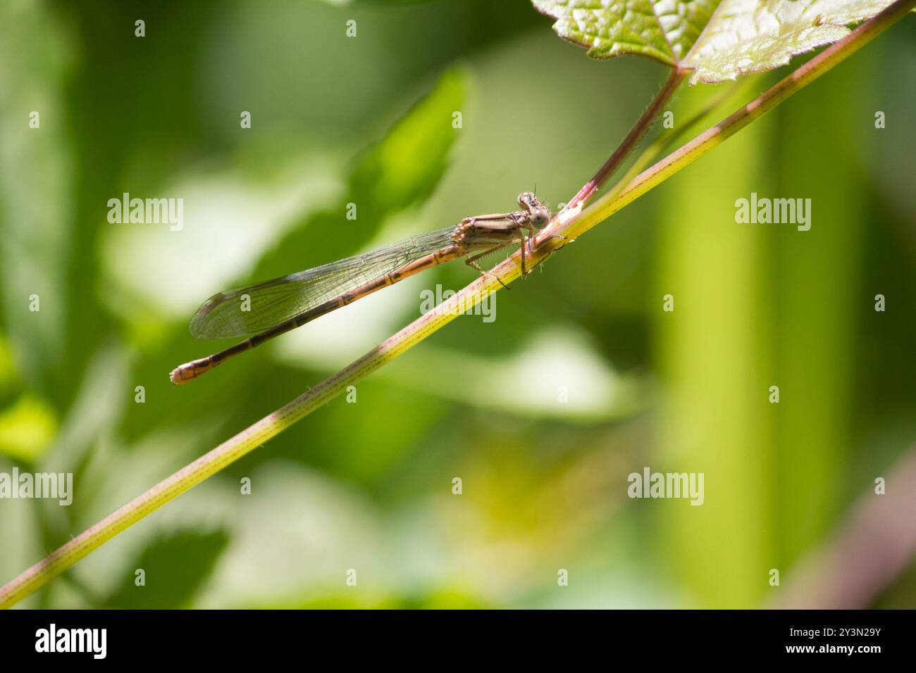 Narrow-winged Damselflies (Coenagrionidae) Insecta Stock Photo - Alamy