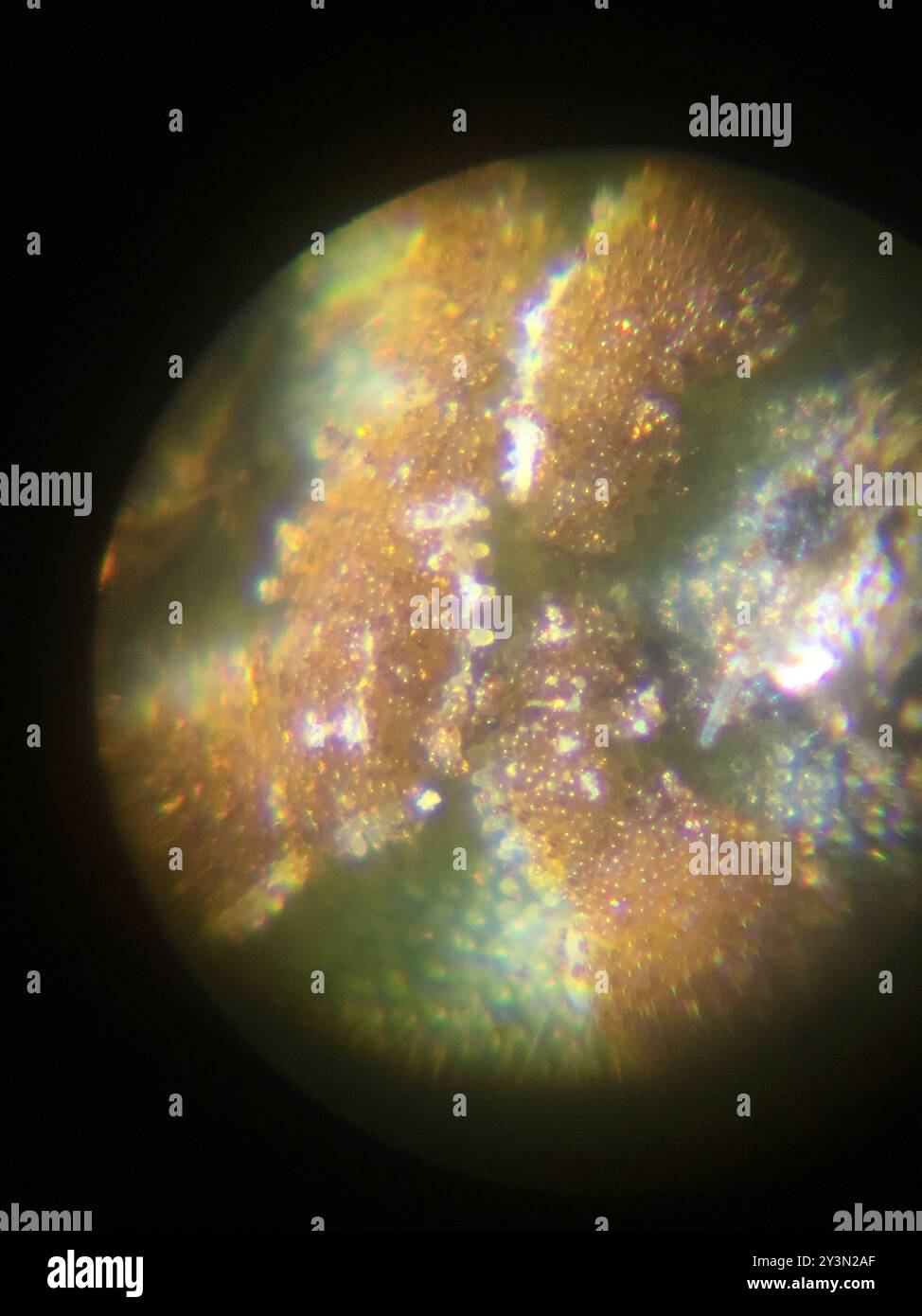 rust fungi (Pucciniales) Fungi Stock Photo - Alamy