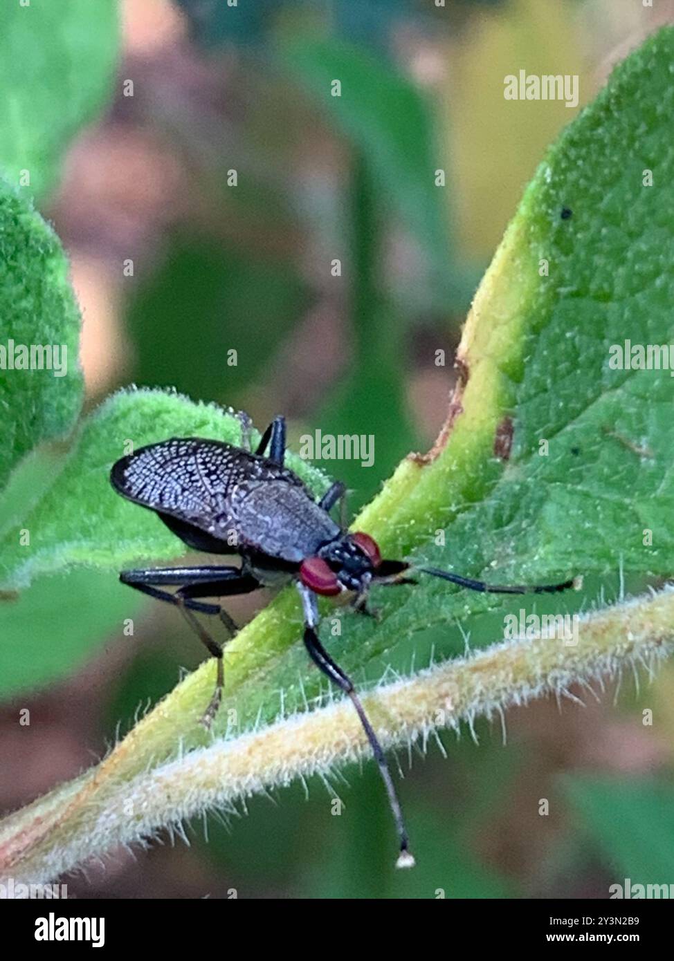 Sieve-winged Snailkiller (Coremacera marginata) Insecta Stock Photo - Alamy