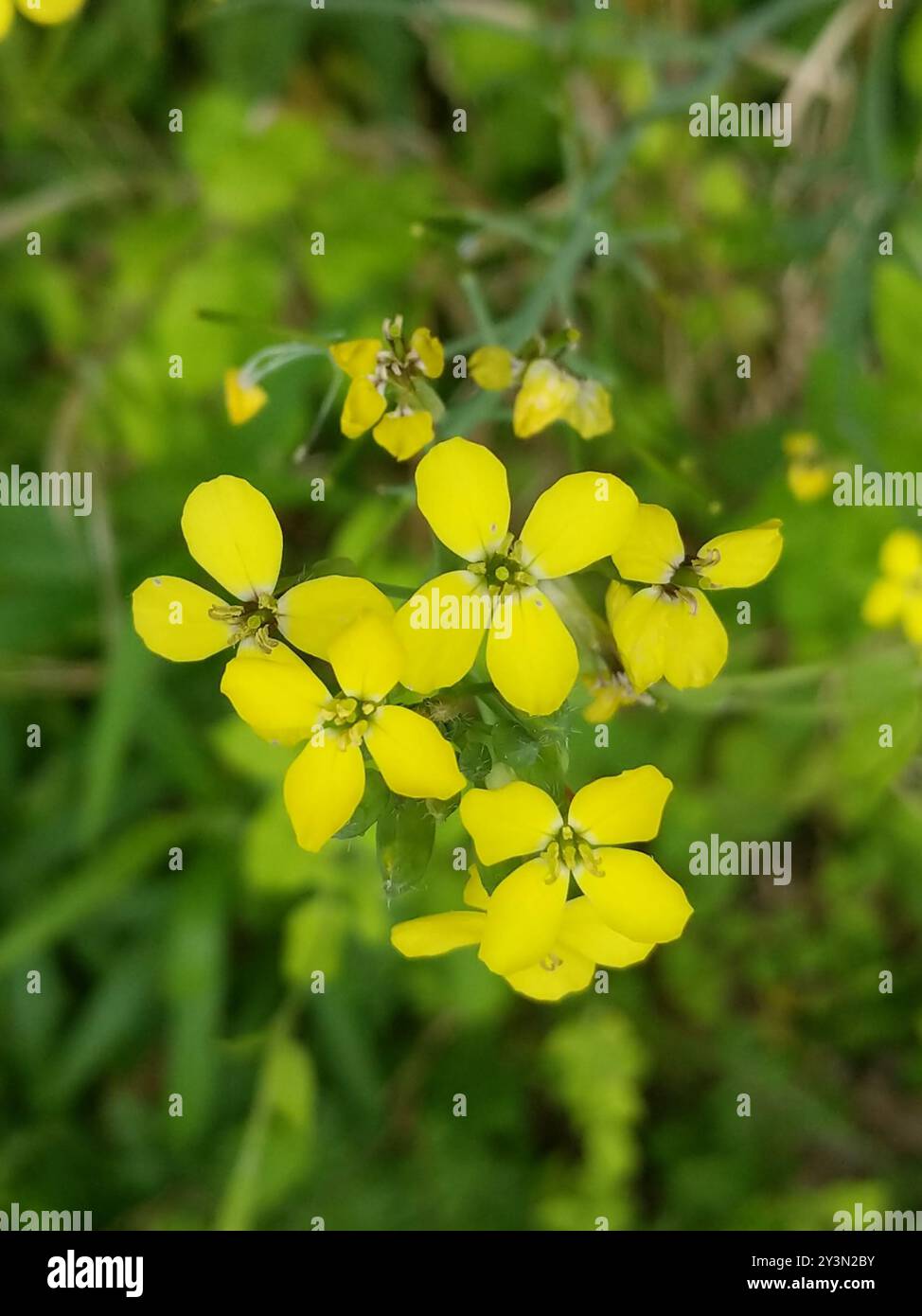 mustard family (Brassicaceae) Plantae Stock Photo - Alamy