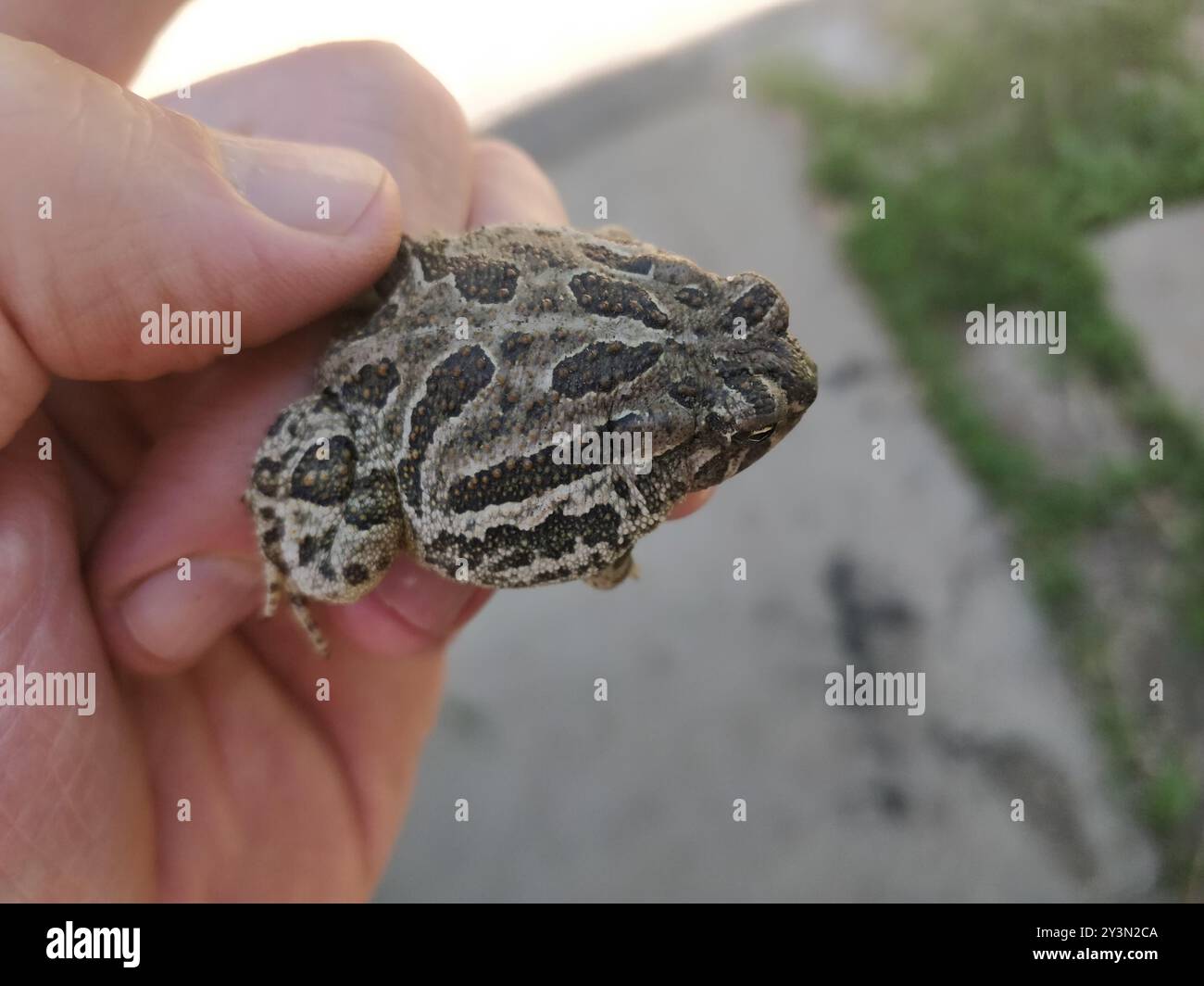 Great Plains Toad (Anaxyrus cognatus) Amphibia Stock Photo - Alamy