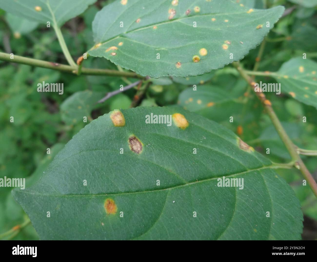 Crown Rust (Puccinia coronata) Fungi Stock Photo - Alamy