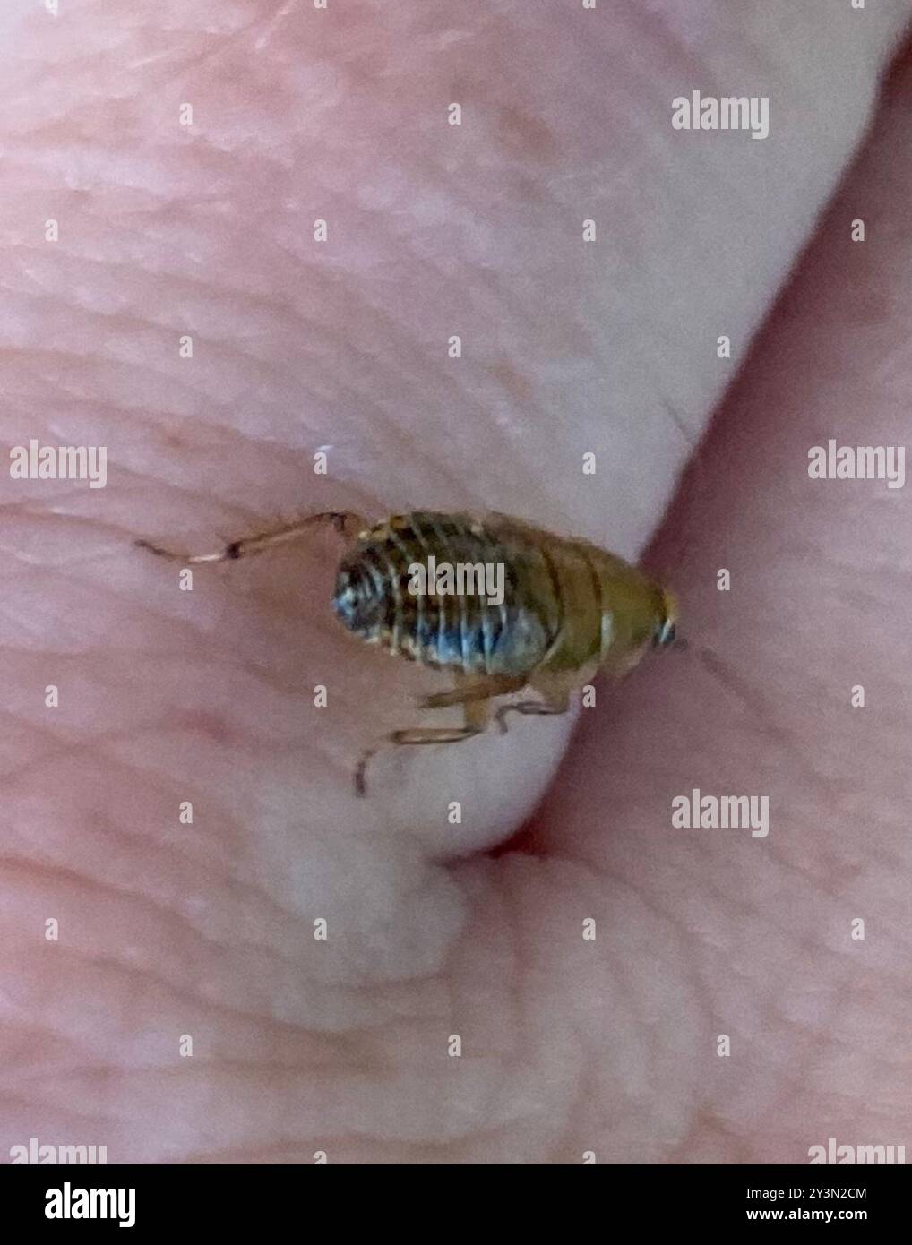 Dusky Cockroach (Ectobius lapponicus) Insecta Stock Photo - Alamy