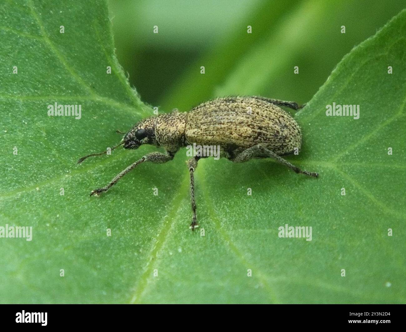 (Polydrusus inustus) Insecta Stock Photo - Alamy