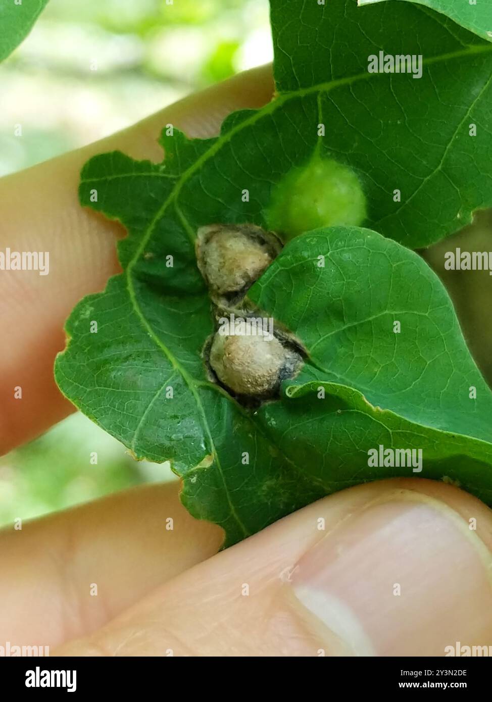 Oak Wart Gall Wasp (Callirhytis quercusfutilis) Insecta Stock Photo - Alamy