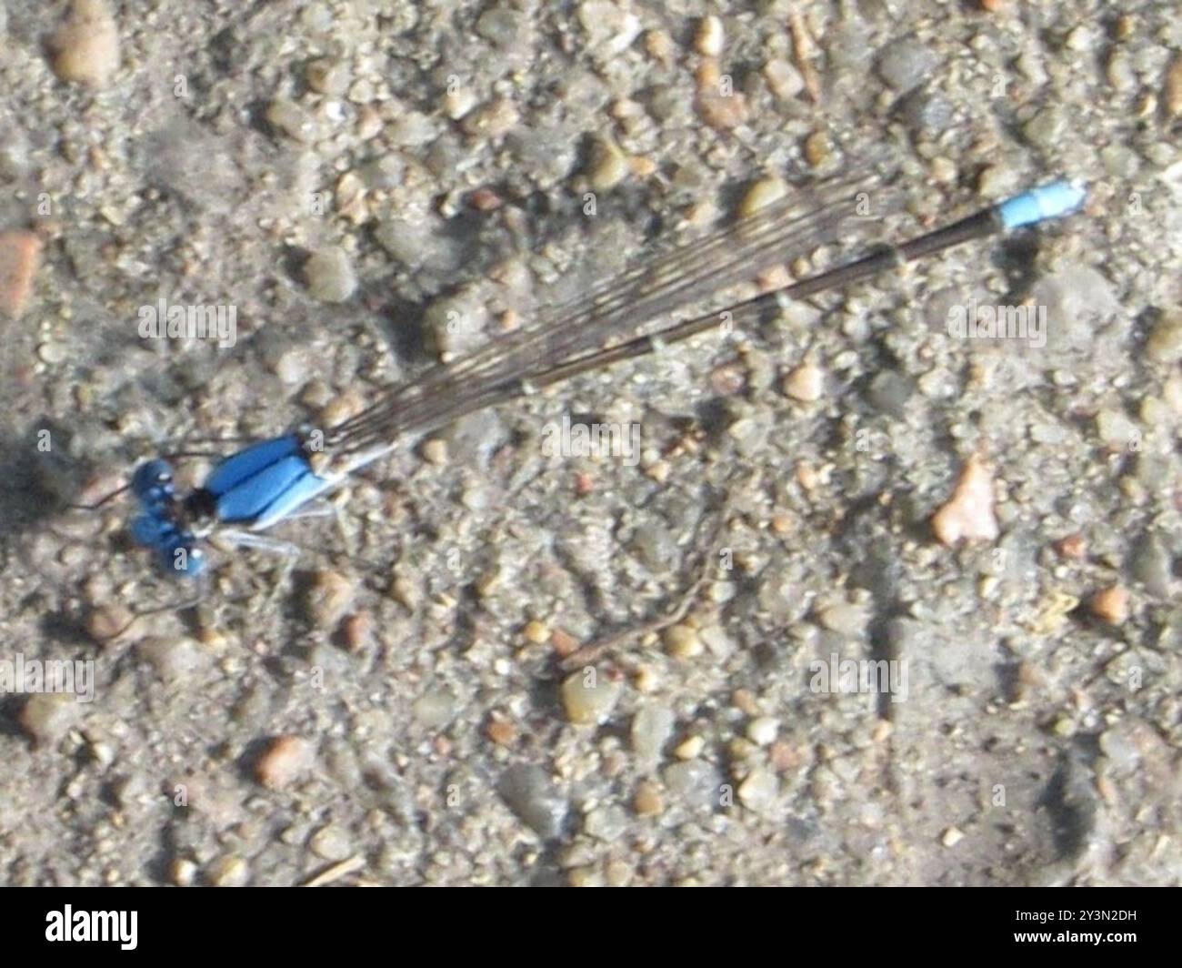 Blue-fronted Dancer (Argia apicalis) Insecta Stock Photo - Alamy