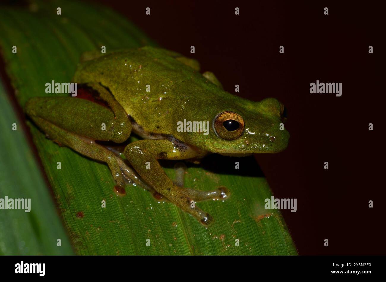 Olive Reed Frog (Hyperolius olivaceus) Amphibia Stock Photo - Alamy