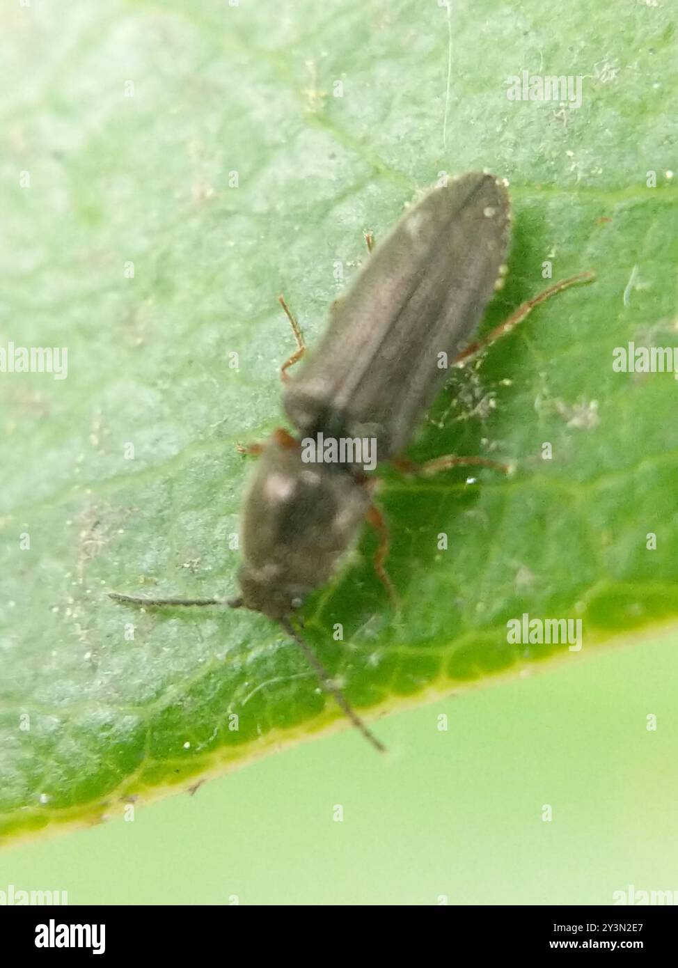Basal Click Beetle (Limonius basilaris) Insecta Stock Photo - Alamy