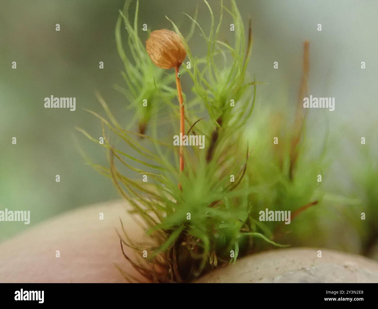 Common Apple-moss (Bartramia pomiformis) Plantae Stock Photo - Alamy