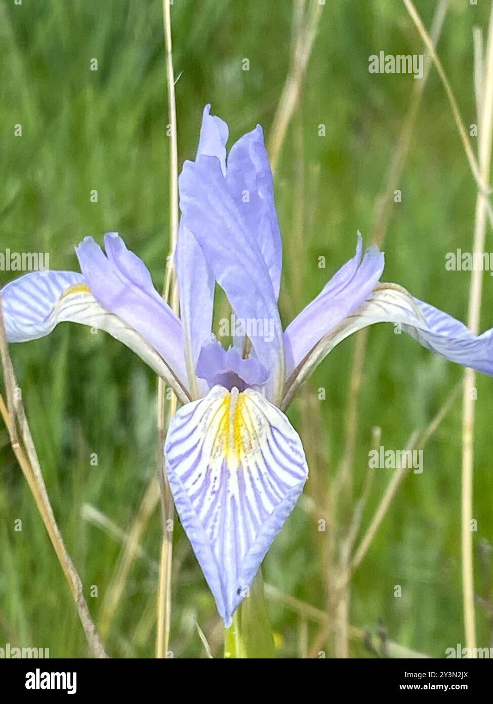 western blue flag (Iris missouriensis) Plantae Stock Photo - Alamy