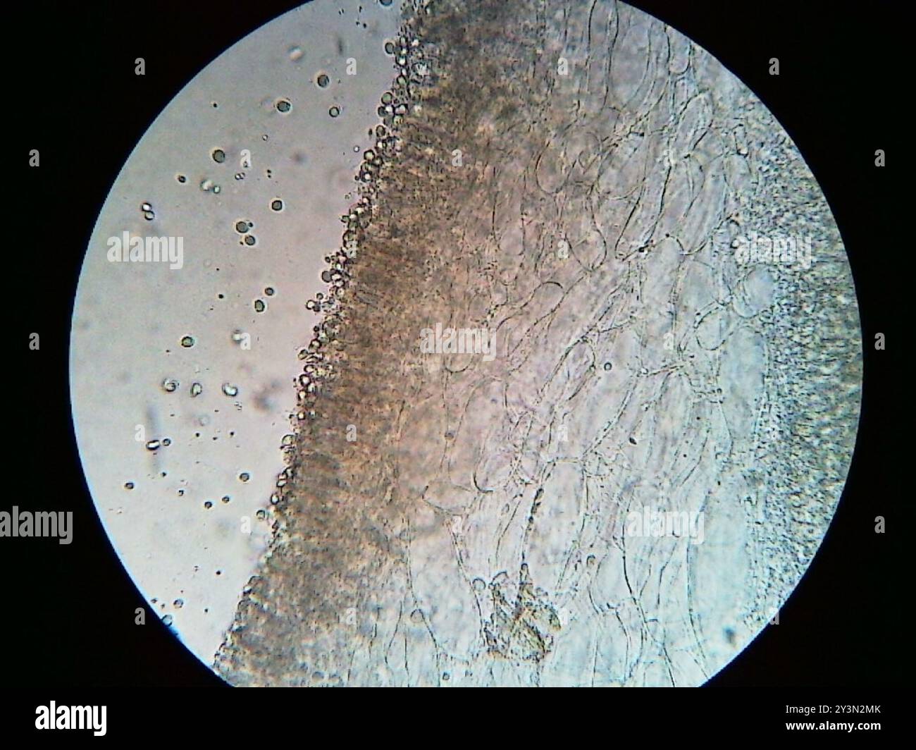 clustered bonnet (Mycena inclinata) Fungi Stock Photo - Alamy