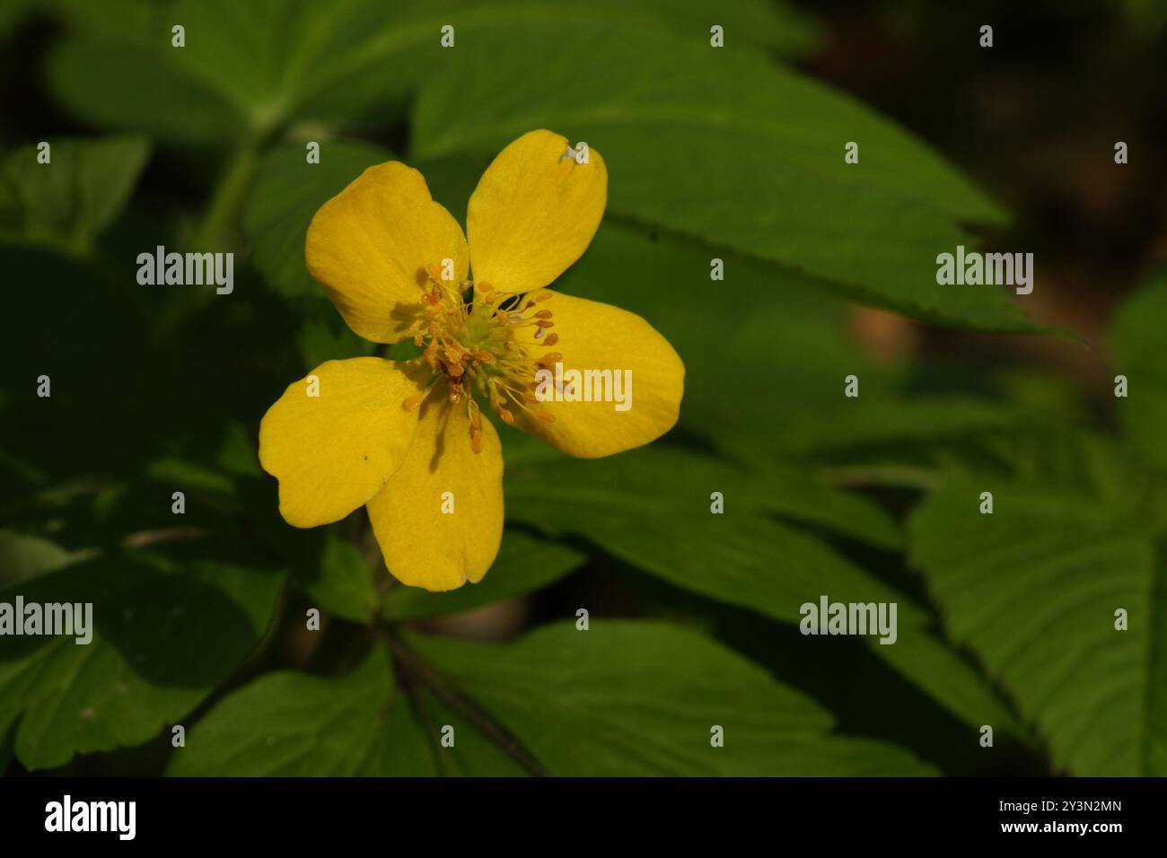 Yellow Anemone (Anemonoides ranunculoides) Plantae Stock Photo - Alamy