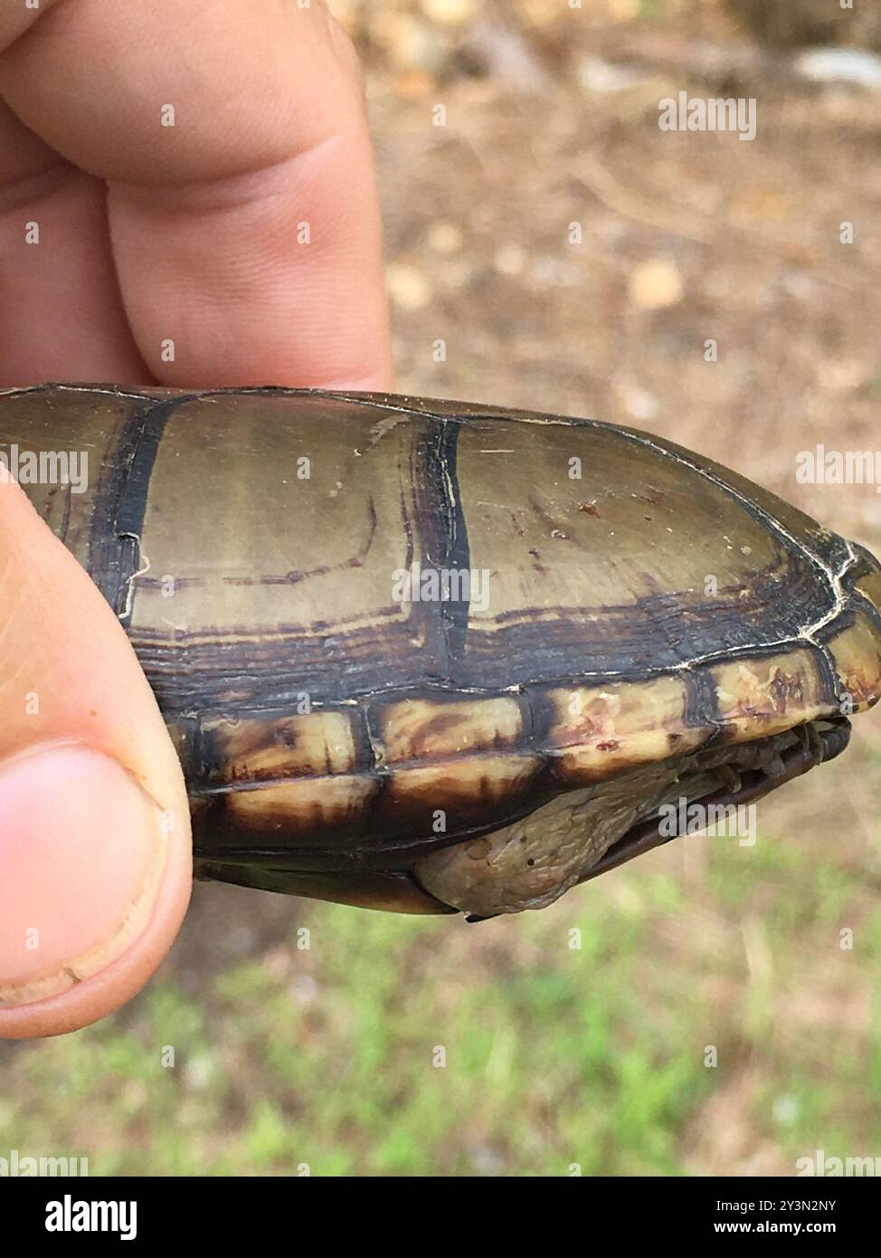 Eastern Mud Turtle (Kinosternon subrubrum) Reptilia Stock Photo - Alamy