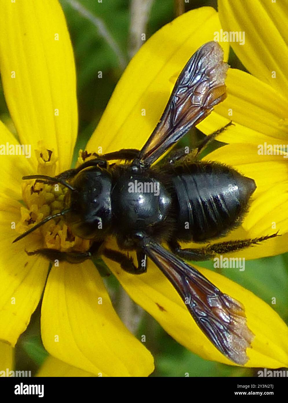 Carpenter-mimic Leafcutter Bee (Megachile xylocopoides) Insecta Stock ...