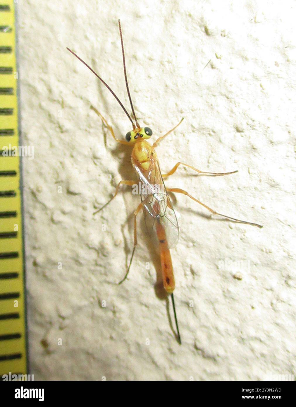 Ichneumonid and Braconid Wasps (Ichneumonoidea) Insecta Stock Photo - Alamy