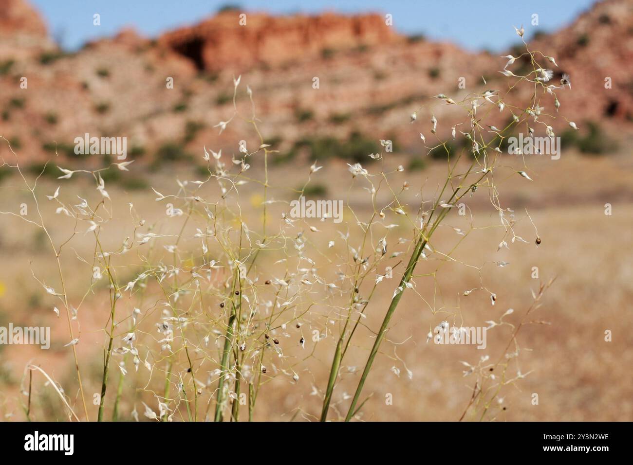 Sand Ricegrass (Eriocoma hymenoides) Plantae Stock Photo - Alamy