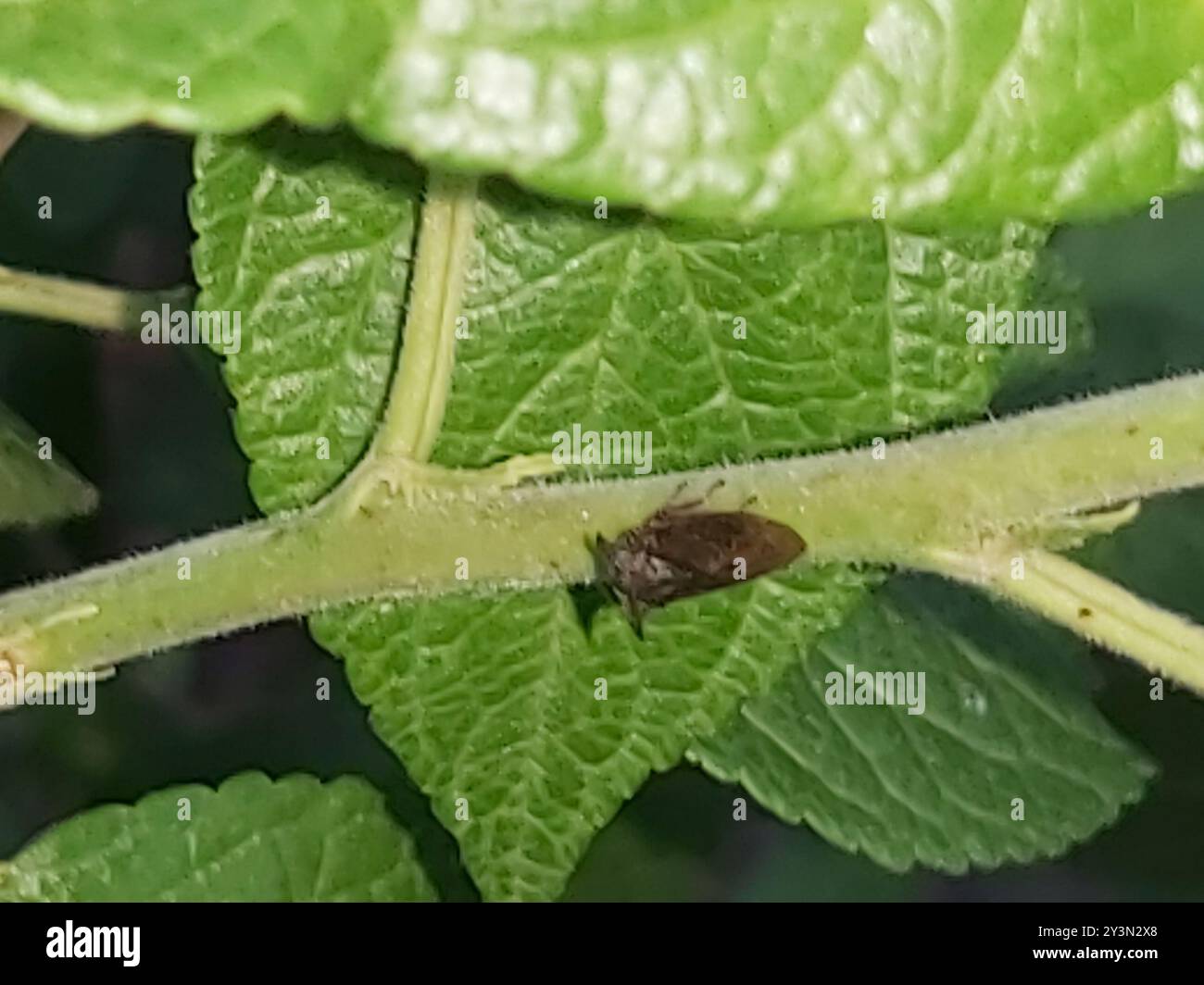 Horned Treehopper (Centrotus cornutus) Insecta Stock Photo - Alamy