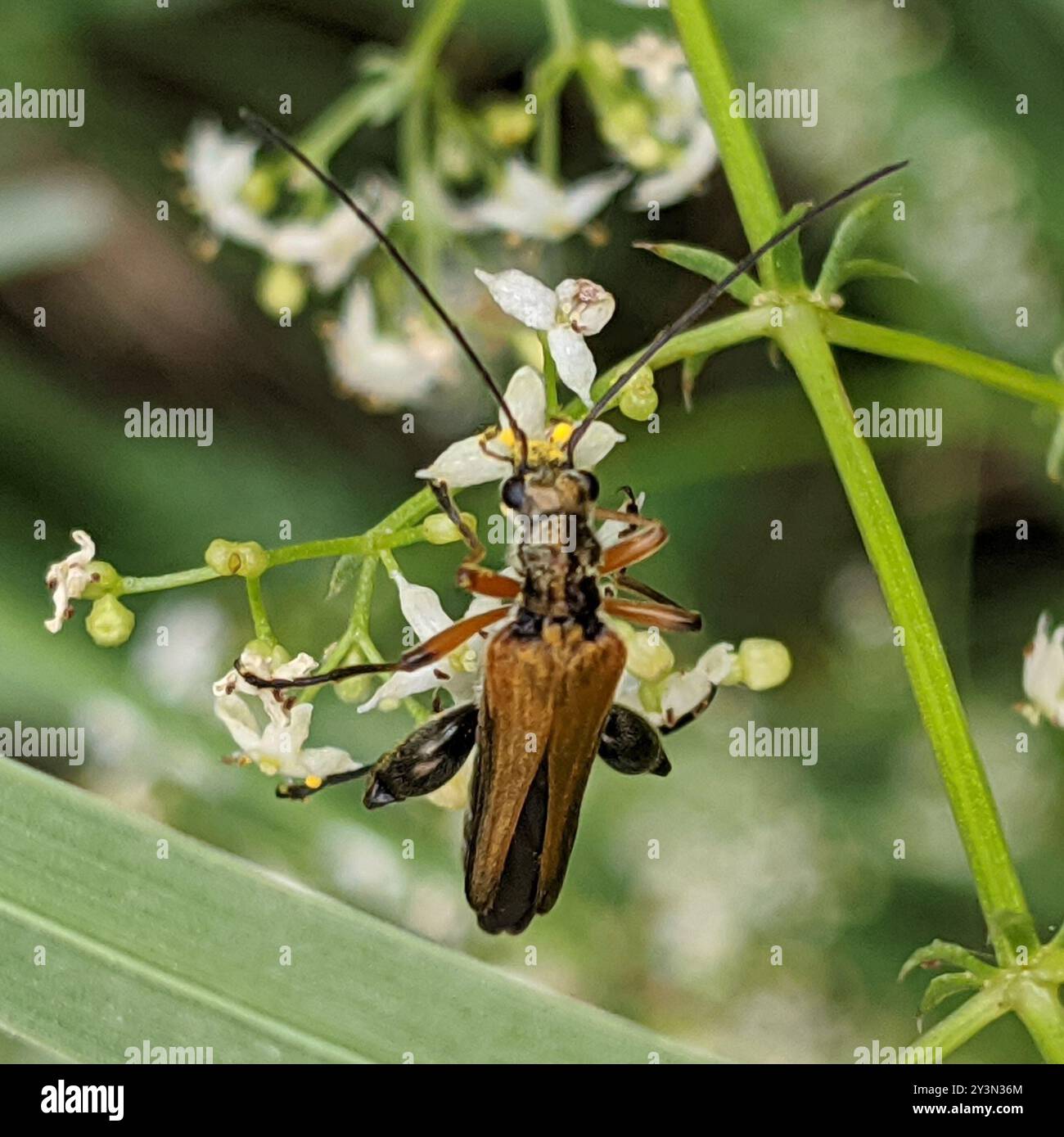 (Oedemera podagrariae) Insecta Stock Photo - Alamy
