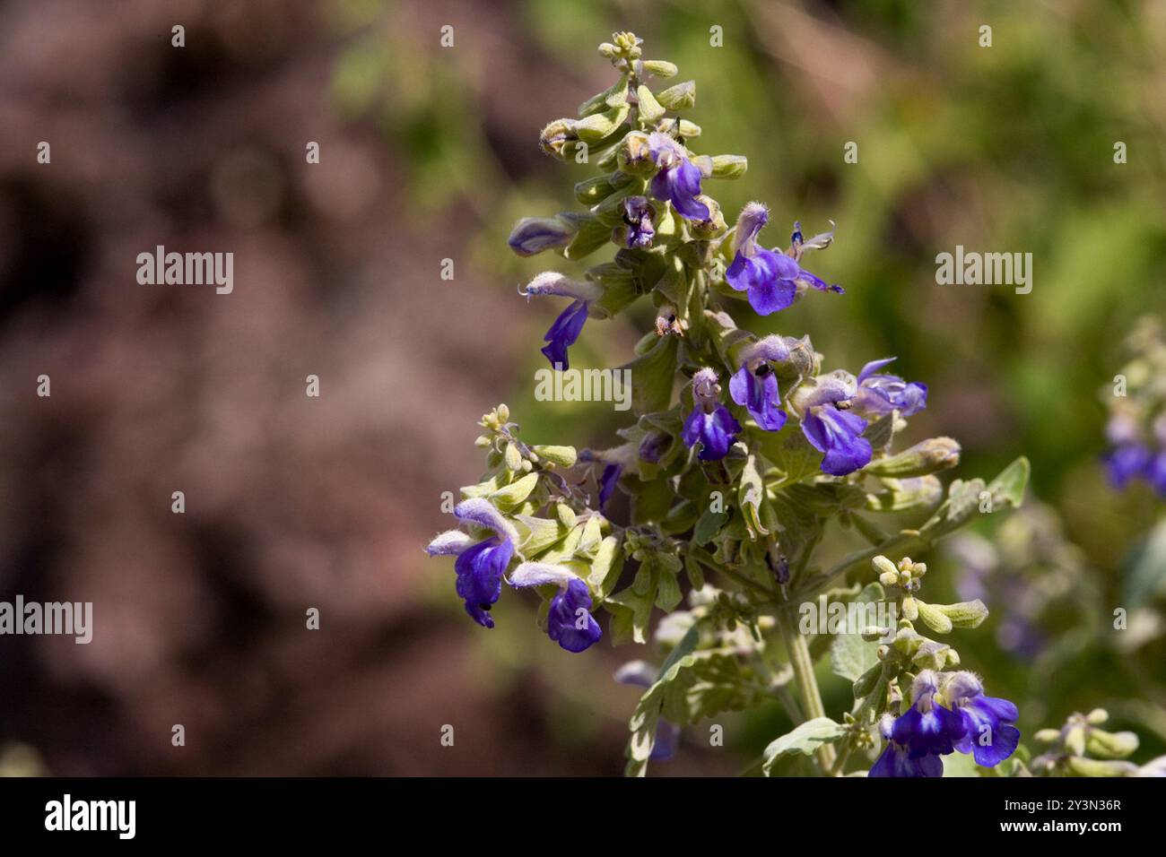 Rock Sage (Salvia pinguifolia) Plantae Stock Photo - Alamy