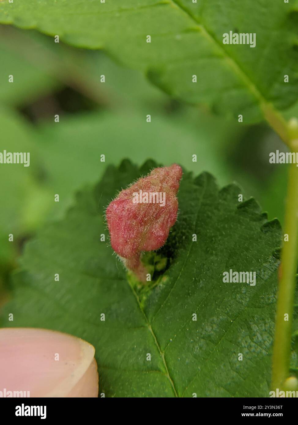Rice Root Aphid (Tetraneura akinire) Insecta Stock Photo - Alamy