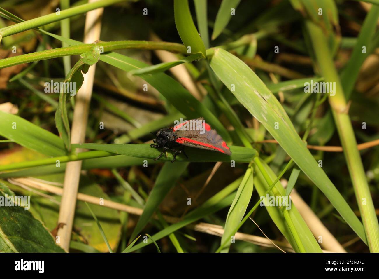 Cinnabar moth (Tyria jacobaeae) Insecta Stock Photo - Alamy