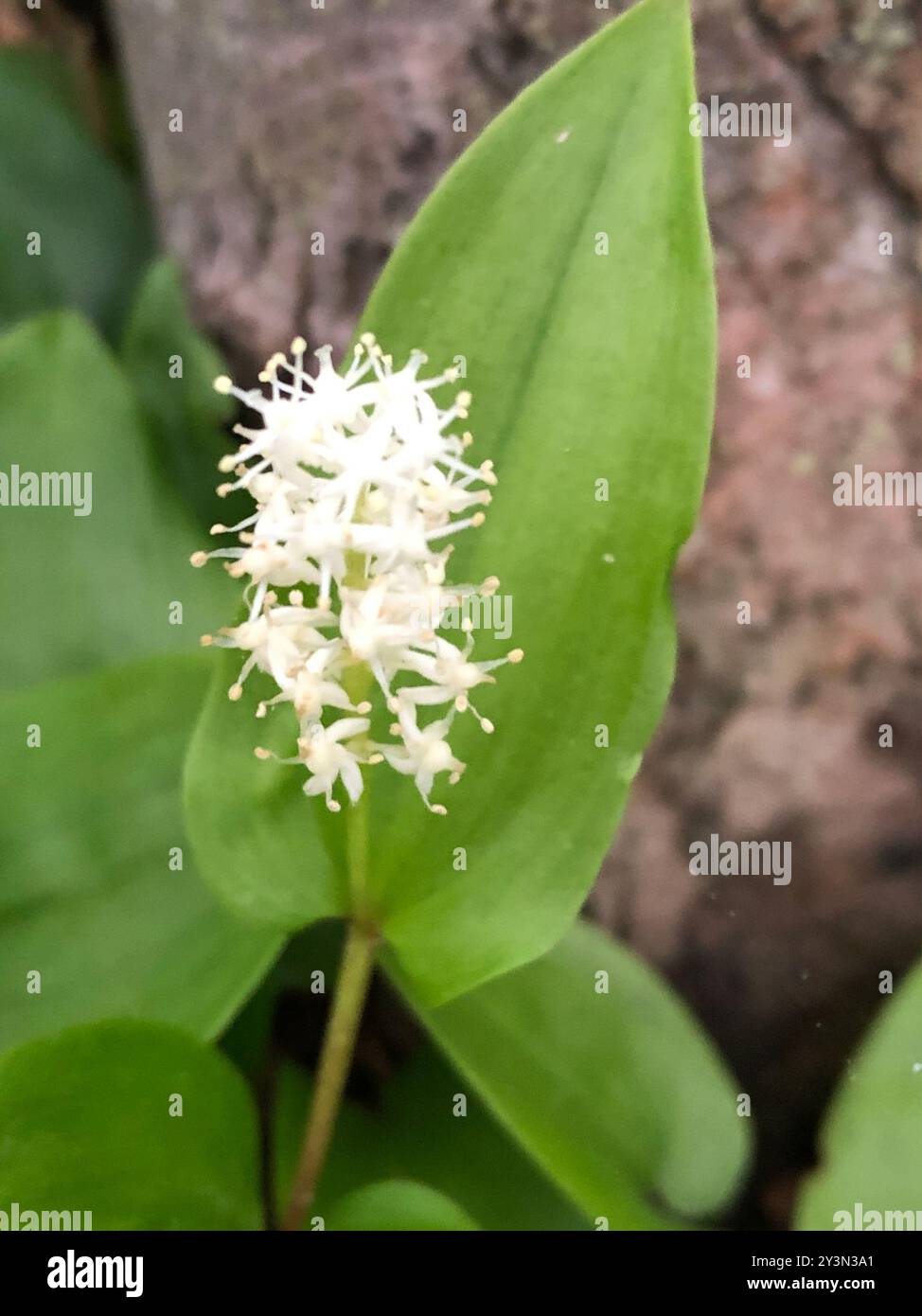 Canada mayflower (Maianthemum canadense) Plantae Stock Photo - Alamy