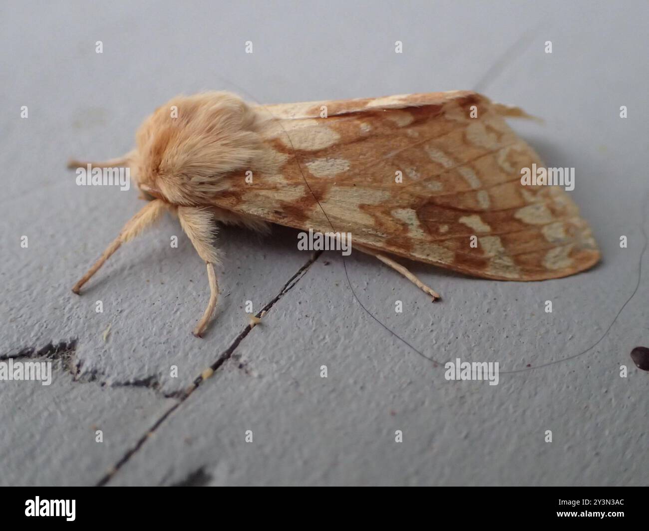 Spotted Tussock Moth (Lophocampa maculata) Insecta Stock Photo - Alamy