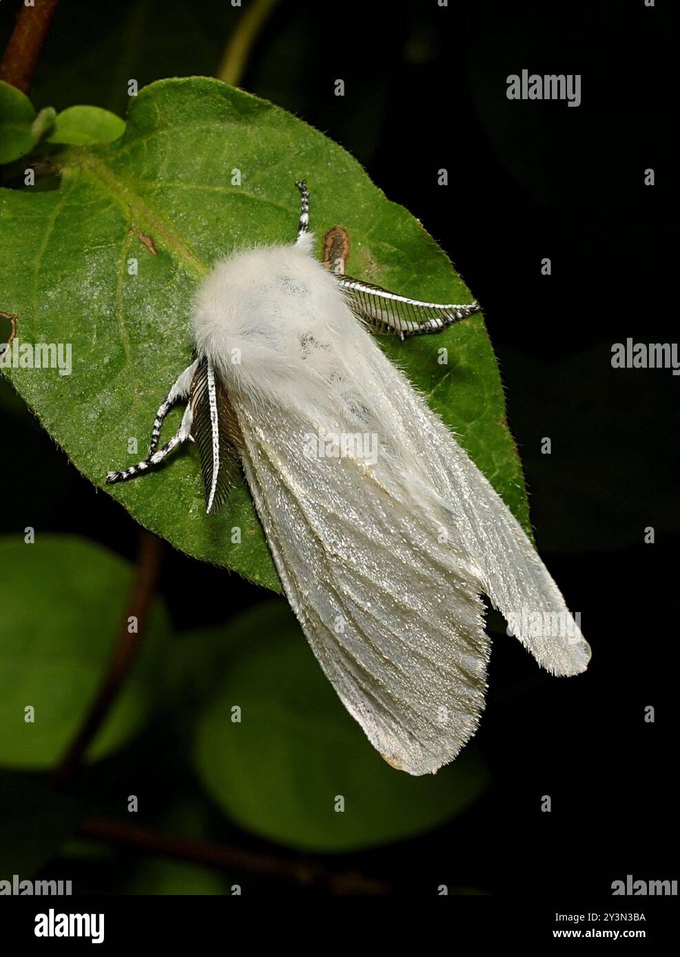White Satin Moth (Leucoma salicis) Insecta Stock Photo - Alamy