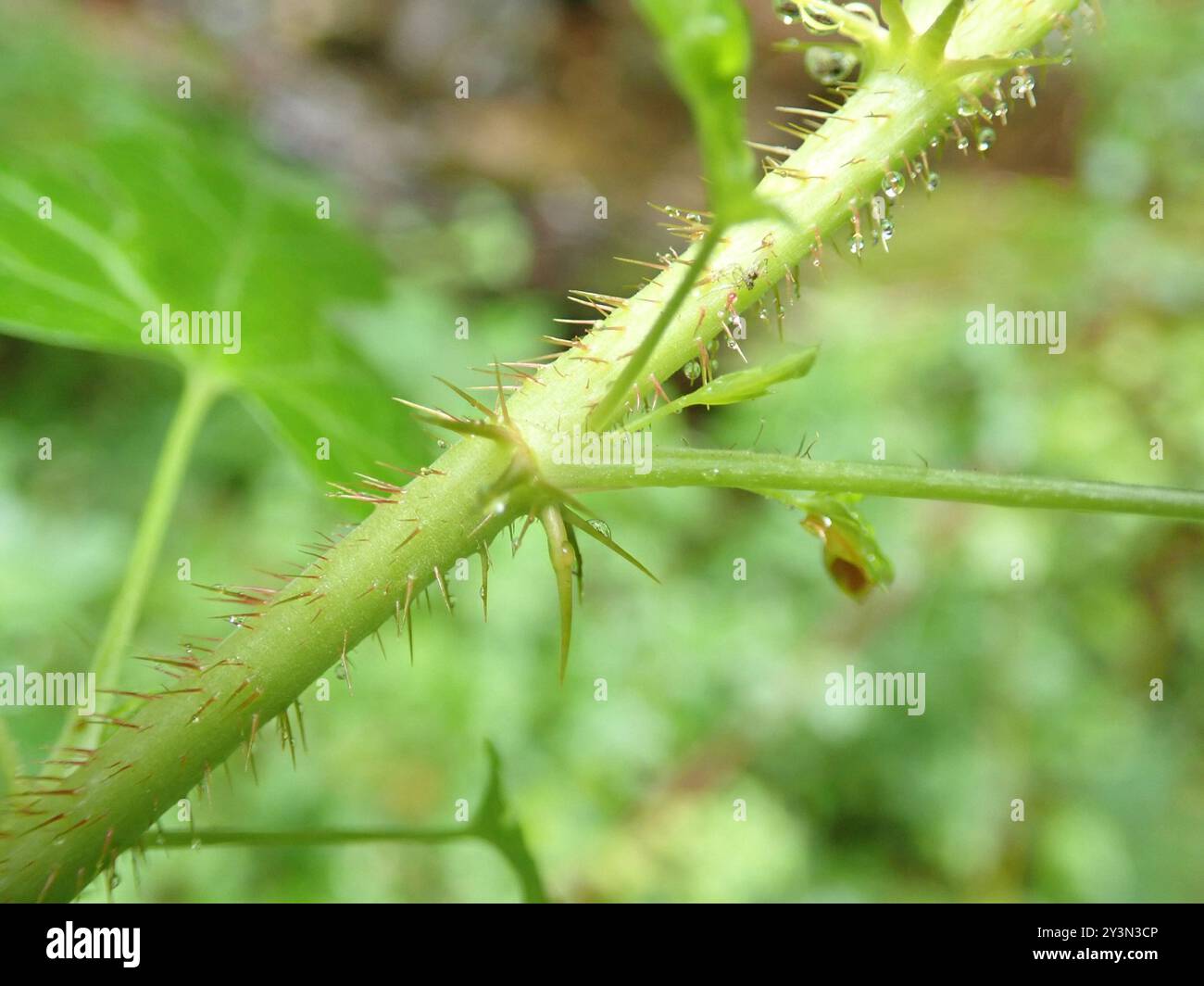 swamp currant (Ribes lacustre) Plantae Stock Photo - Alamy