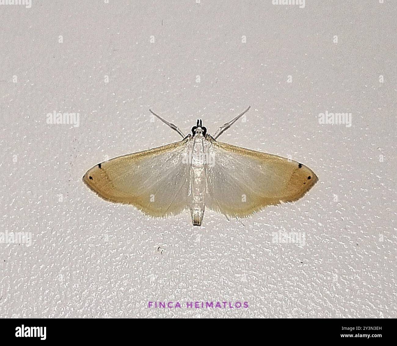 Pearl Moths (Spilomelinae) Insecta Stock Photo - Alamy