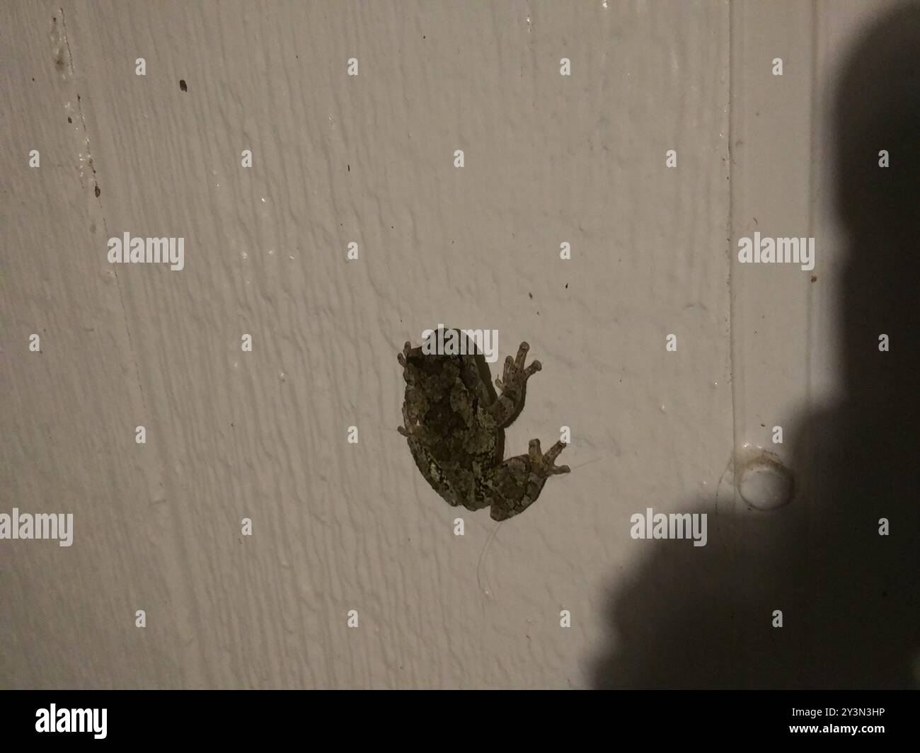 Cope's Gray Treefrog (Hyla chrysoscelis) Amphibia Stock Photo - Alamy