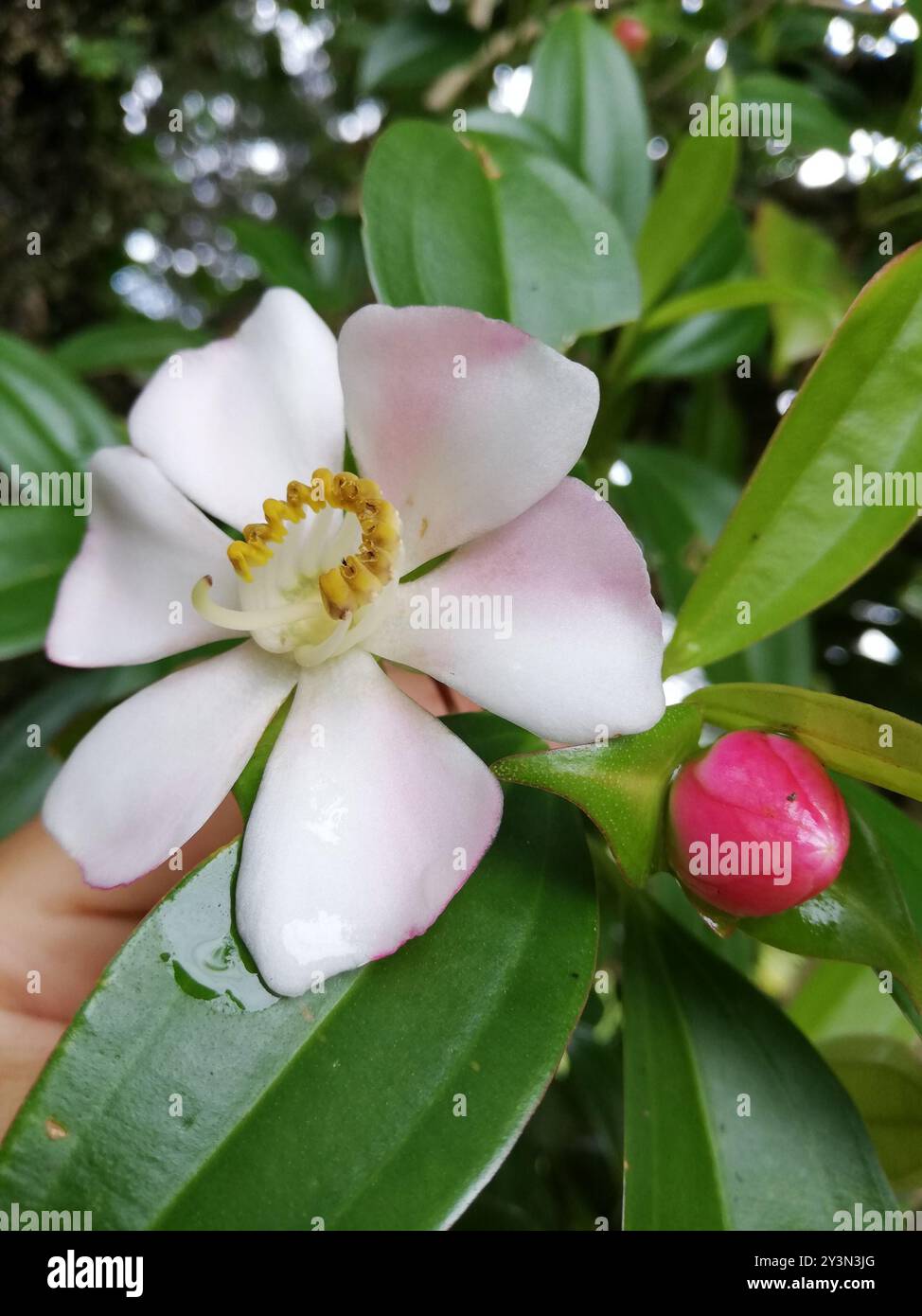(Blakea gracilis) Plantae Stock Photo - Alamy