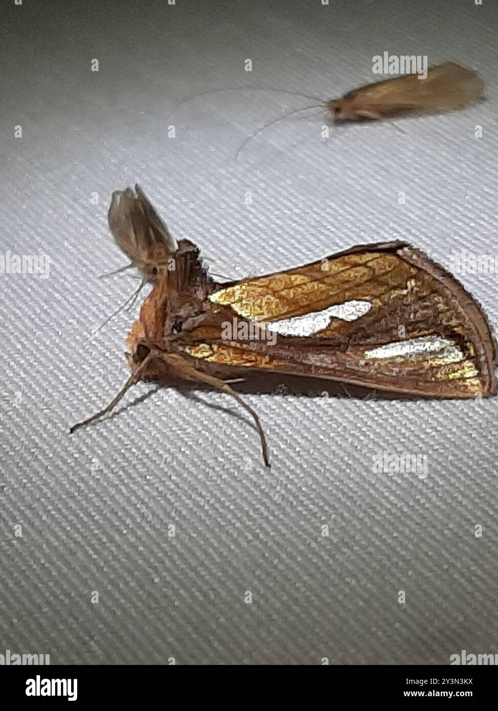 Connected Looper Moth (Plusia contexta) Insecta Stock Photo - Alamy