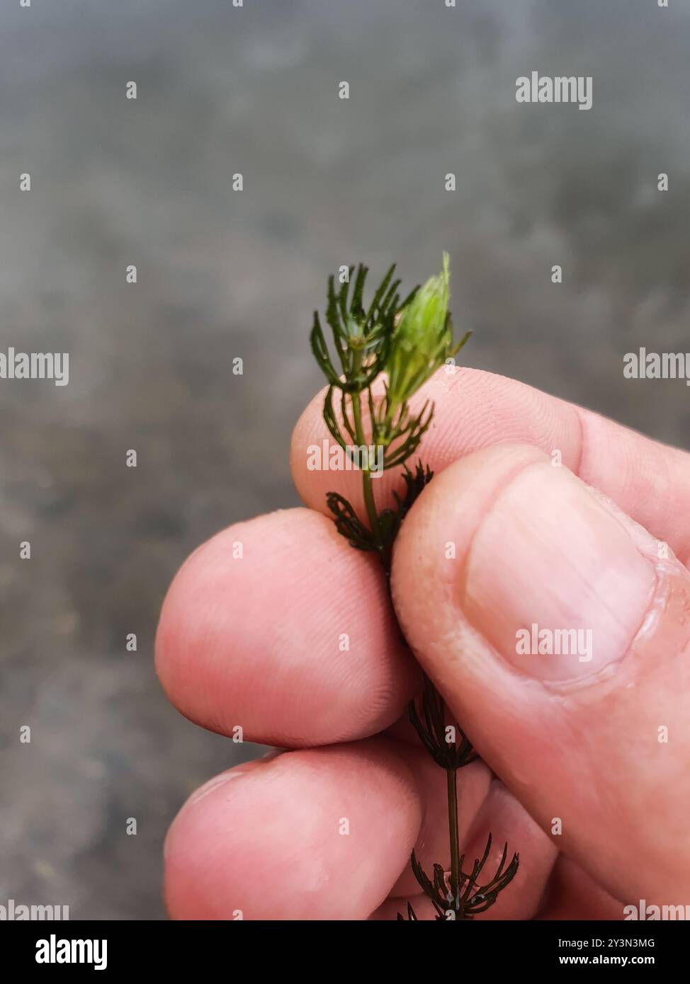 coontail (Ceratophyllum demersum) Plantae Stock Photo - Alamy