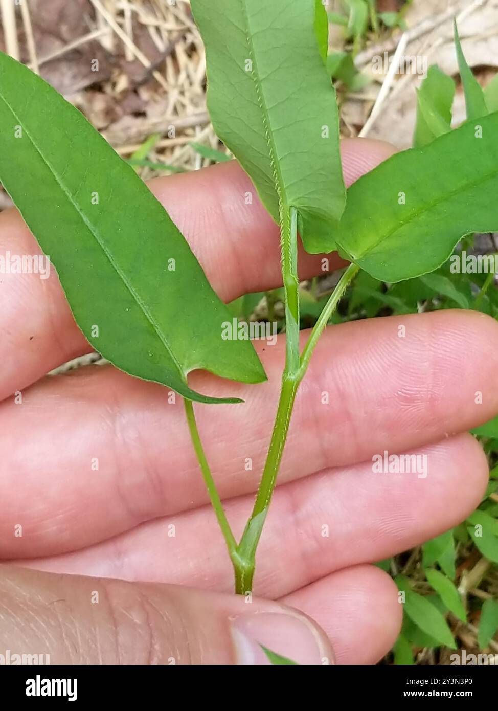 arrow-leaved tearthumb (Persicaria sagittata) Plantae Stock Photo - Alamy