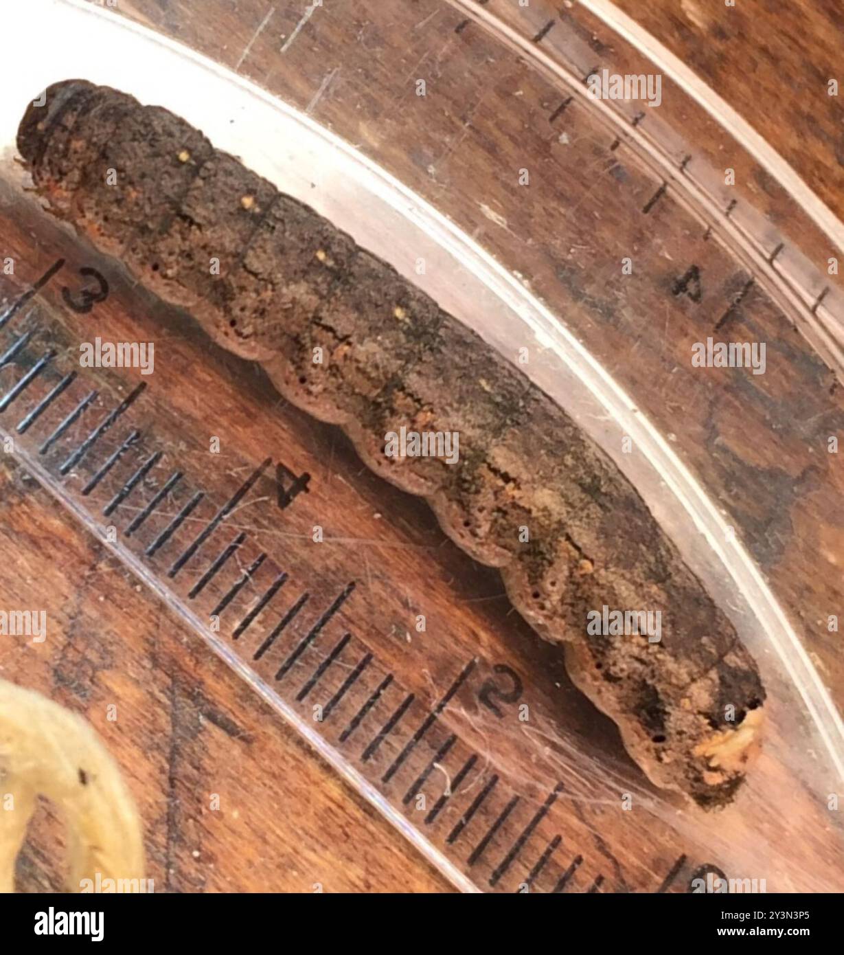 Variegated Cutworm Moth (Peridroma saucia) Insecta Stock Photo - Alamy